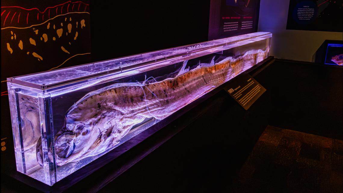 Oarfish exhibit Birch Aquarium in San Diego | cbs8.com