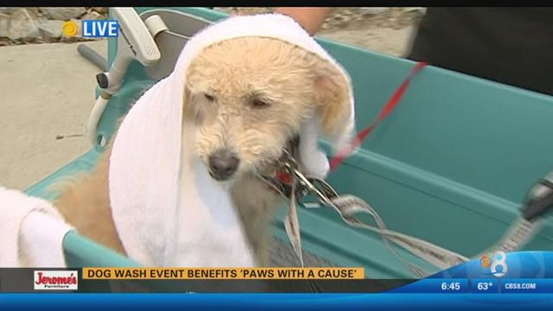 Dog wash event benefits Paws with a Cause | cbs8.com