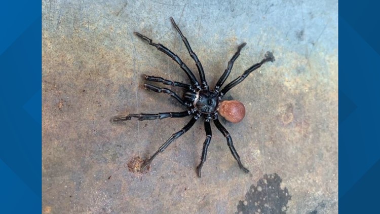 What are these ‘trapdoor spiders’ spotted around San Diego? | cbs8.com