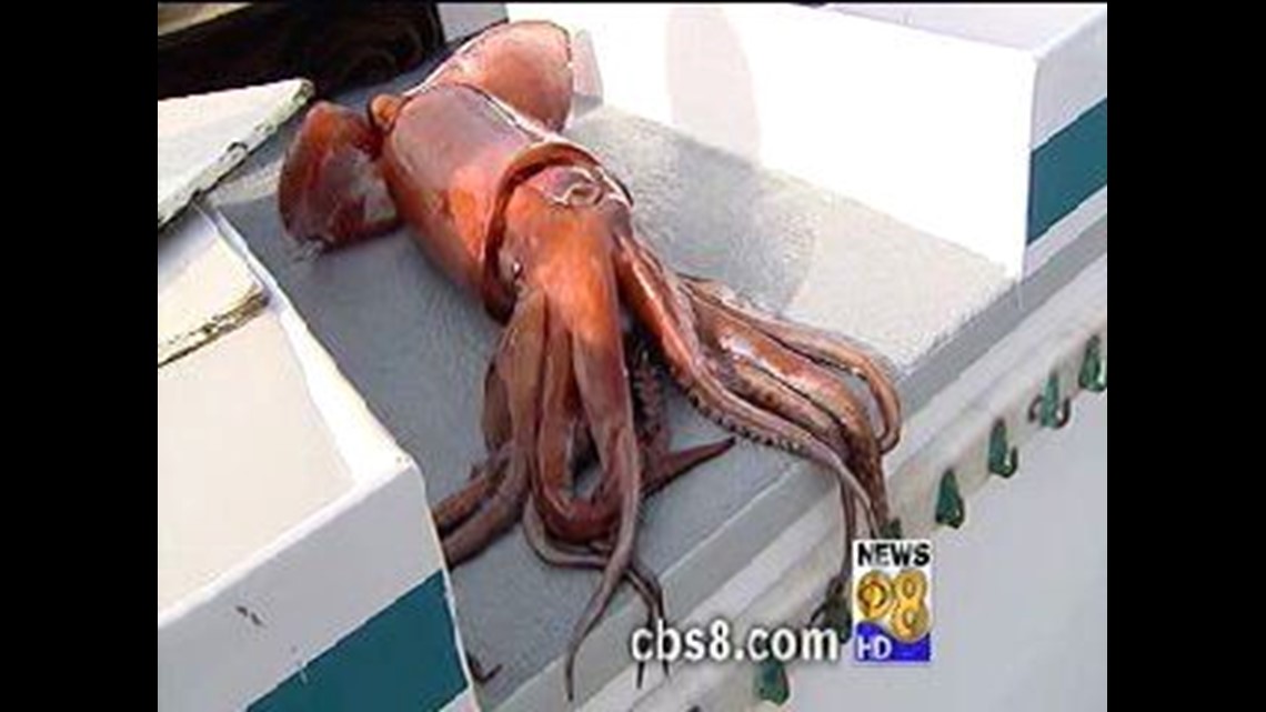 Giant Killer Squid