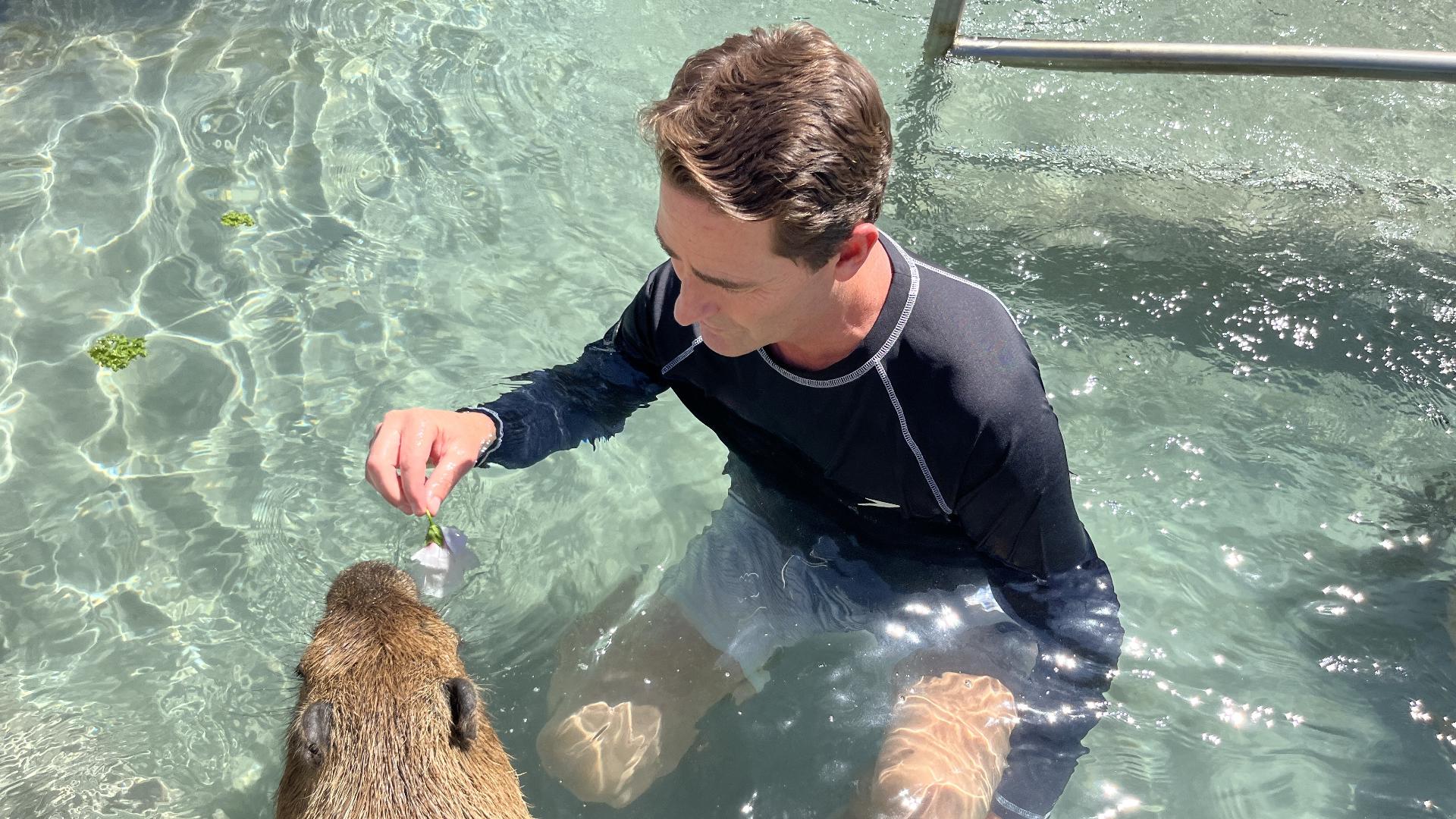 Swim with capybaras at Nurtured by Nature in California | cbs8.com