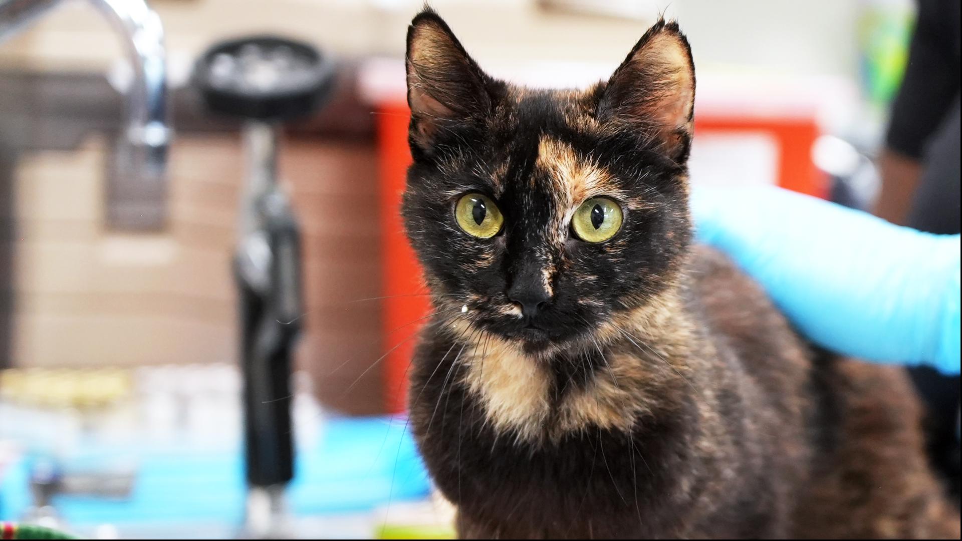 New California laws aim to protect pets, boost veterinary care in 2026 ...