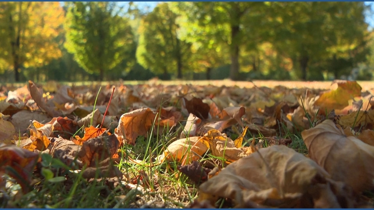 Fall foliage in San Diego might underwhelm due to drought-induced dull ...