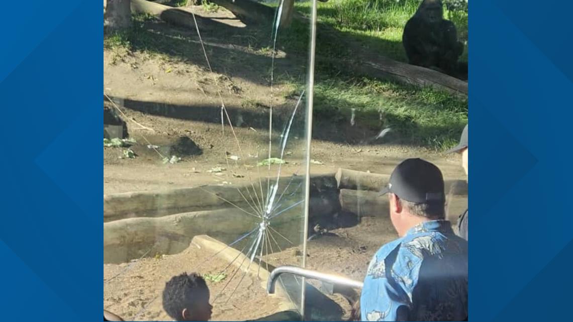 Gorilla breaks glass panel at San Diego Zoo | cbs8.com
