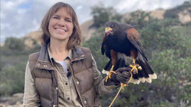 Oakley the 'Harris Hawk' requests permission to land on your arm | cbs8.com