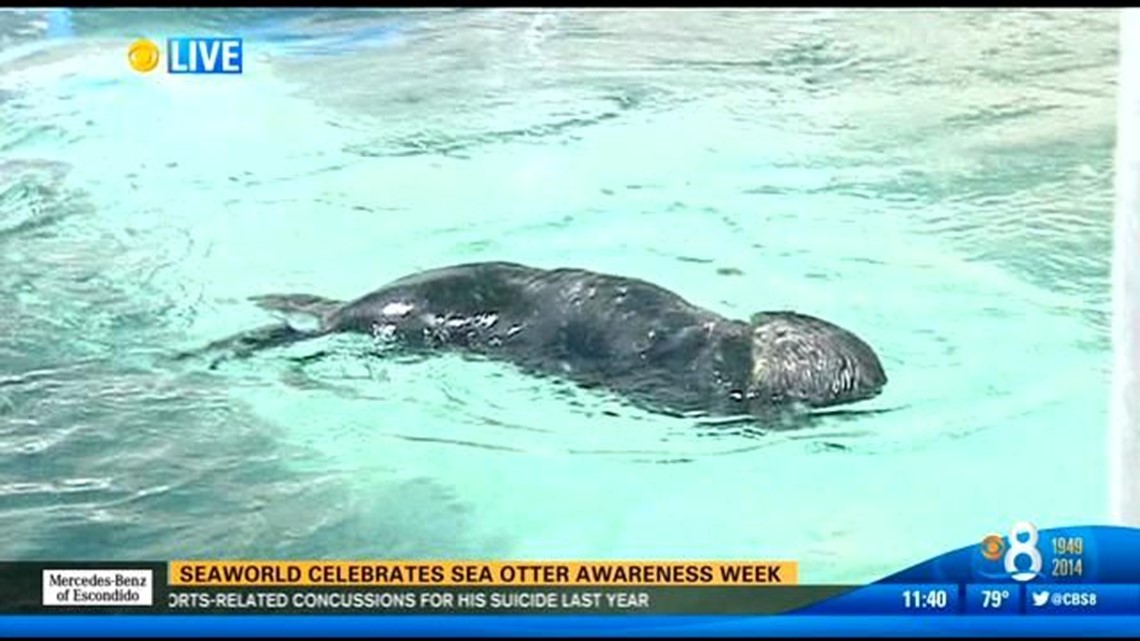 SeaWorld celebrates Sea Otter Awareness Week | cbs8.com