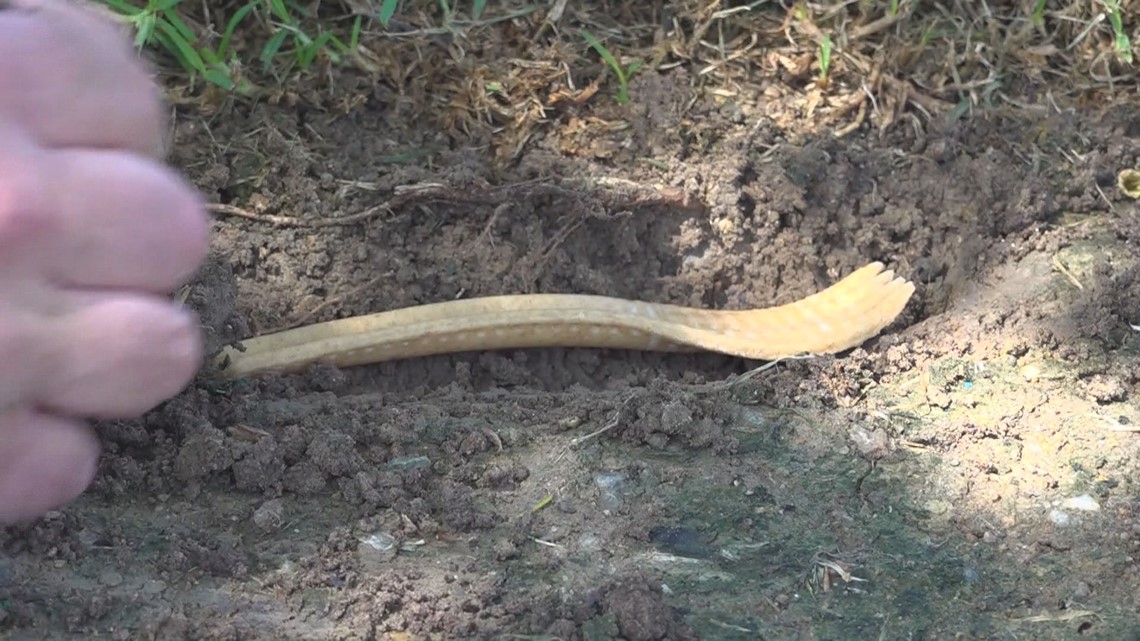 Zevely checks on compostable fork he buried a year ago in San Marcos ...