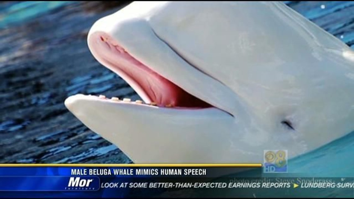 Study: Male beluga whale mimics human speech | cbs8.com