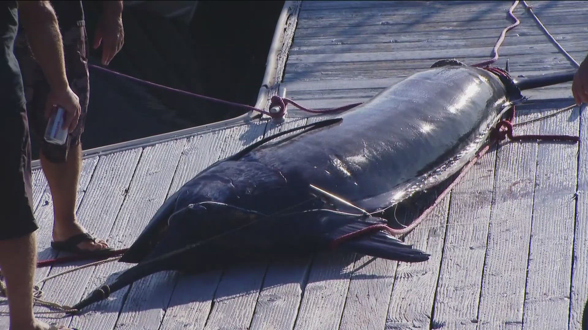 Crane collapses while picking up marlin weighing over 500 pounds, 2 ...