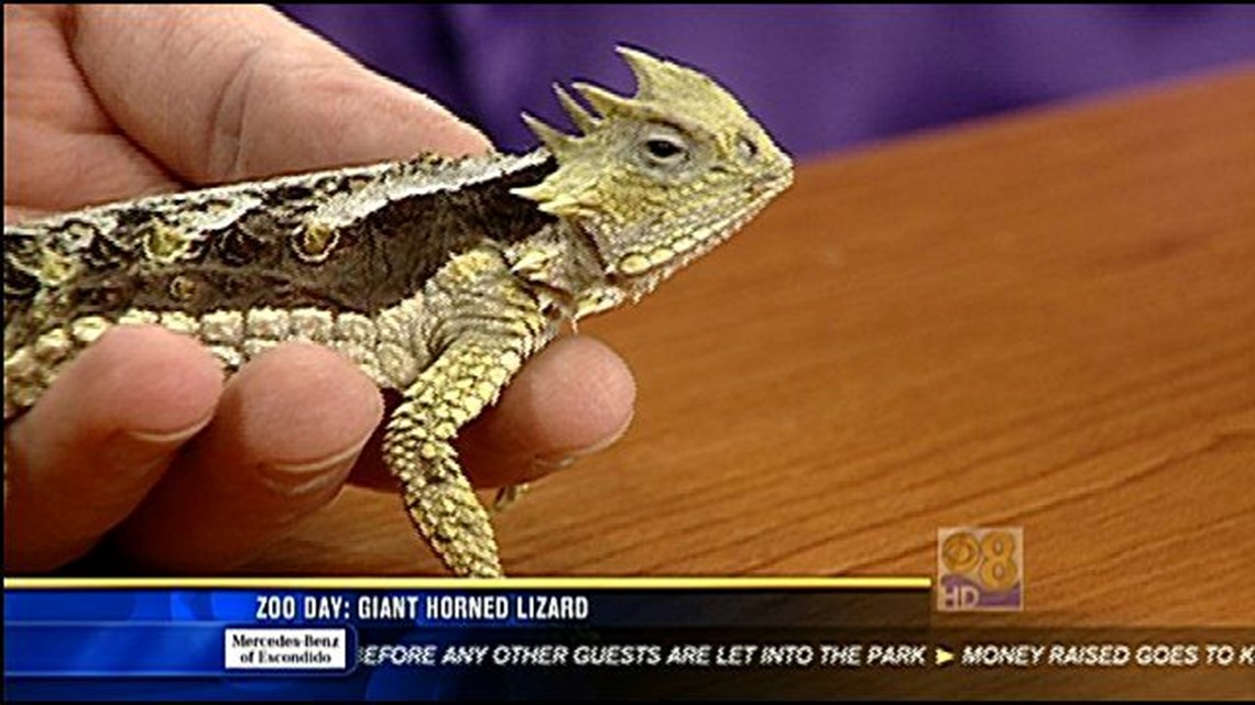 Zoo Day: Giant horned lizard | cbs8.com