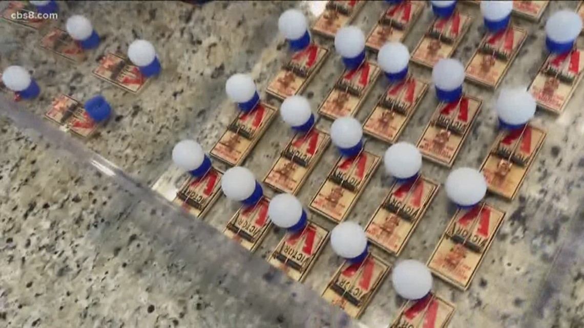 Social distancing explained with mouse traps and ping pong balls | cbs8.com