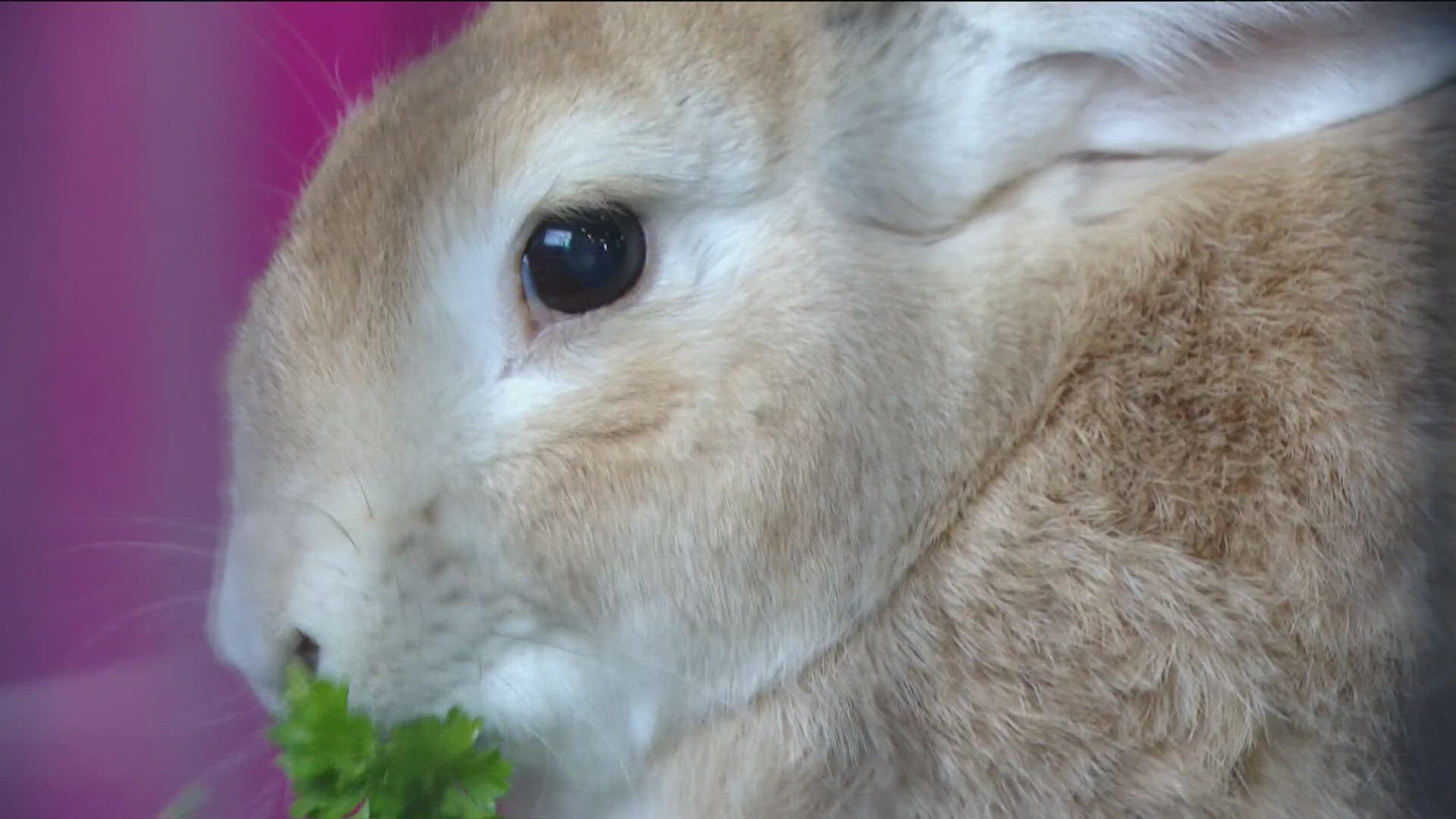 San Diego House Rabbit Society fights suspected online scam | cbs8.com