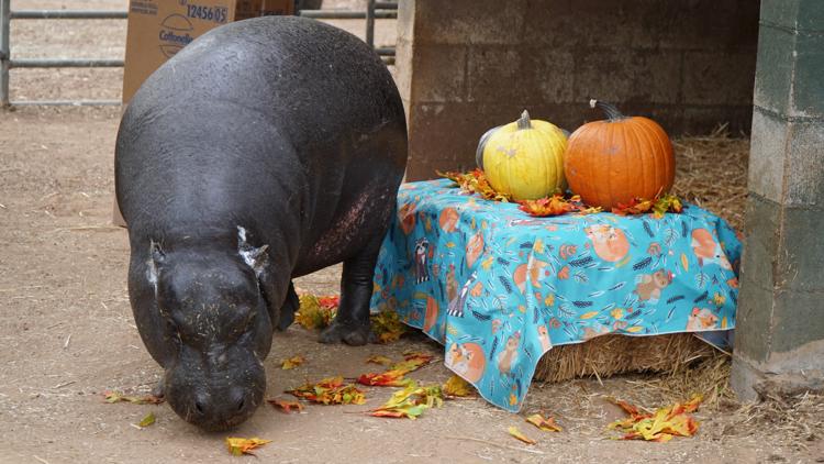Hannah the Hippo is living large in 'Hippo Heaven' | cbs8.com