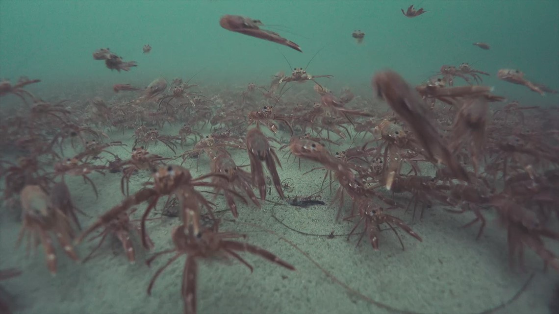 Diver captures underwater magic at La Jolla Shores | cbs8.com
