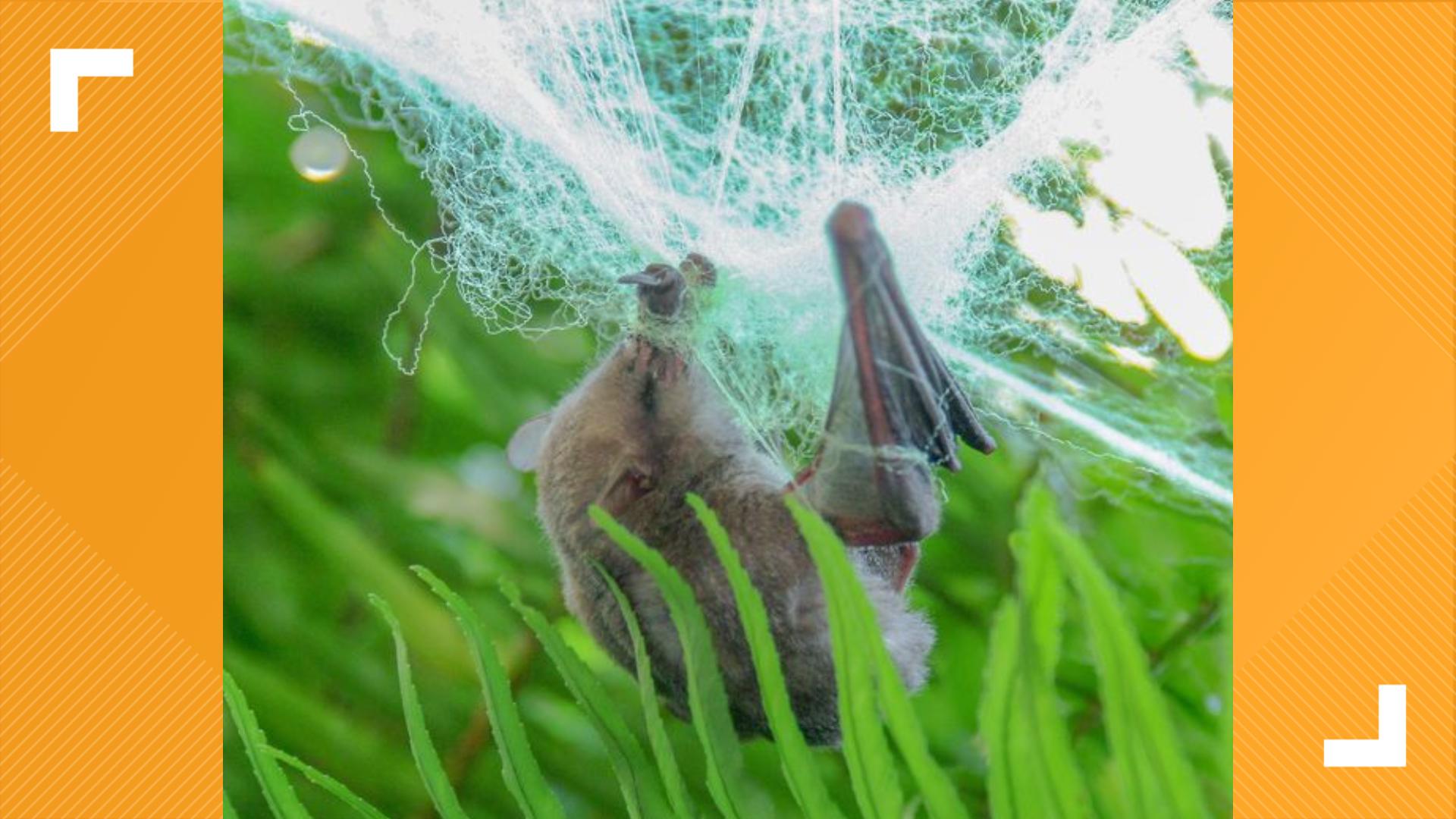 How fake spiderweb Halloween decorations can be dangerous to wildlife ...