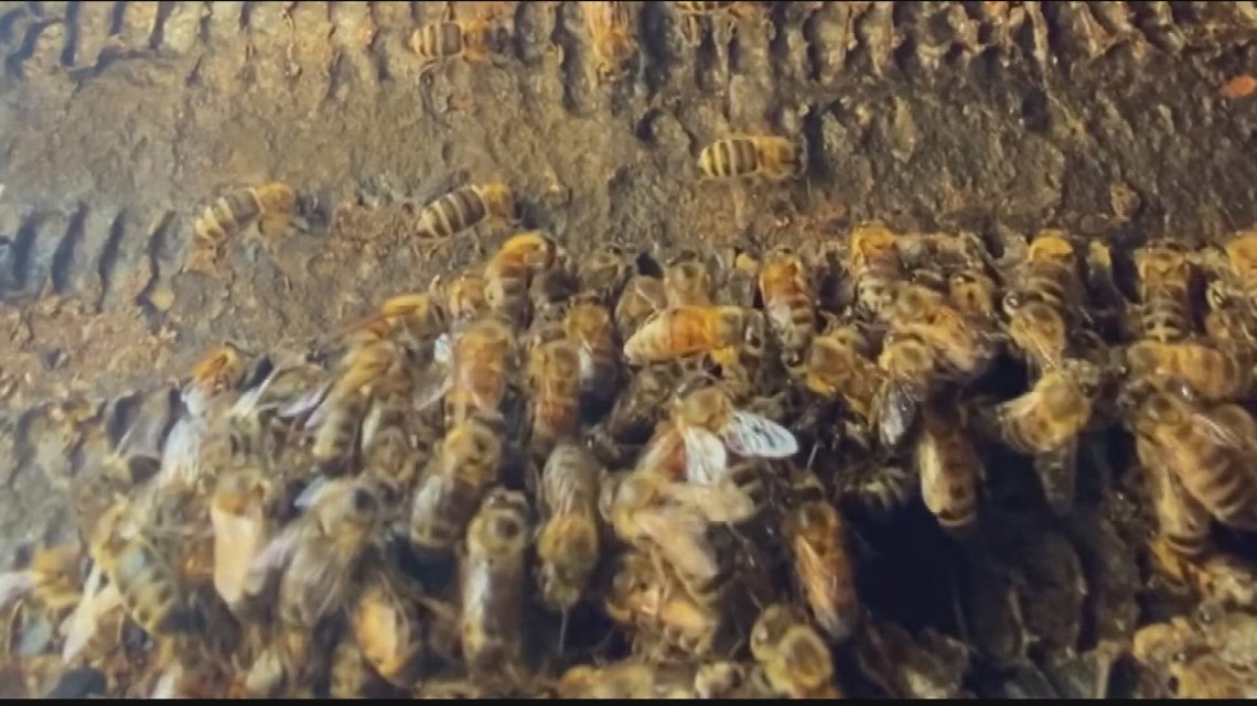 Man hits beehive and stung by 100 bees | cbs8.com