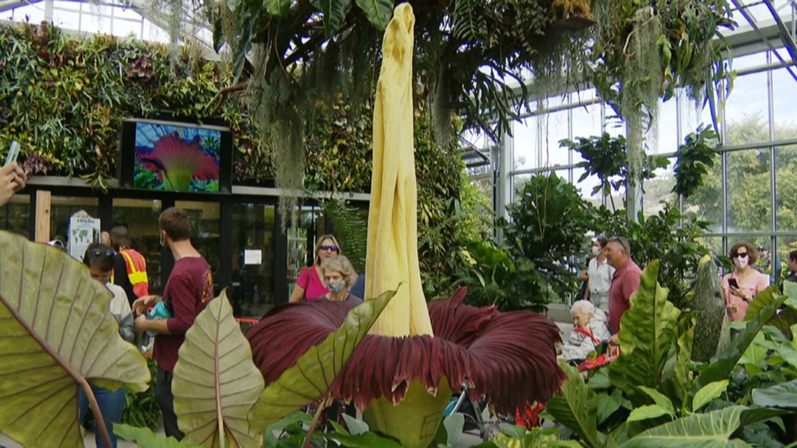 Rotten fish? Stinky feet? Corpse plant blooms in Encinitas | cbs8.com