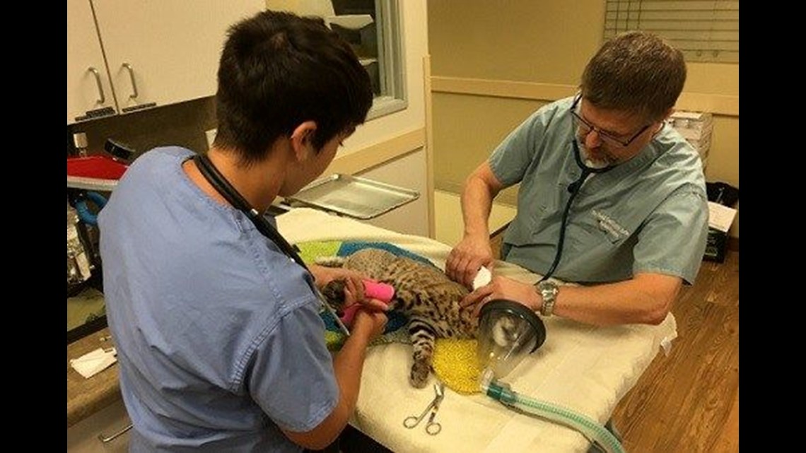 Injured bobcat undergoes donated surgery | cbs8.com