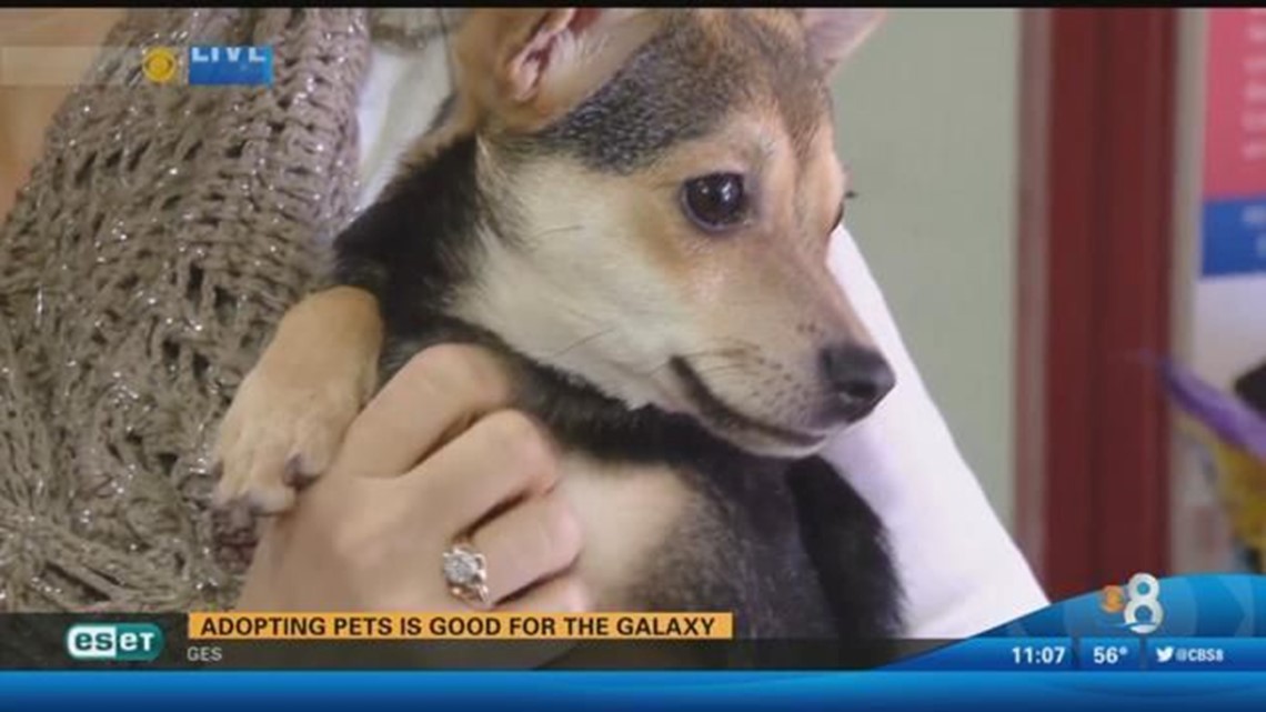 Paw Wars: You're their only hope | cbs8.com