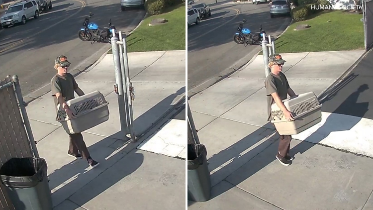 Humane Society seeks info about owners of 2 Golden Retrievers | cbs8.com