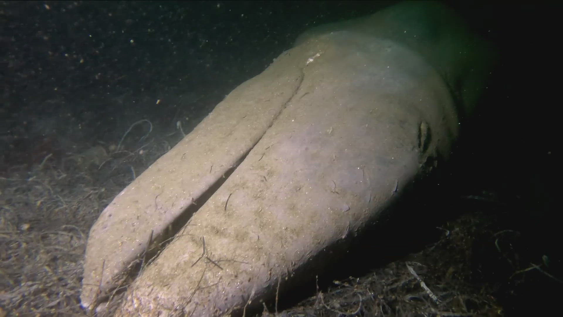 Divers discover baby whale carcass off La Jolla coast | cbs8.com