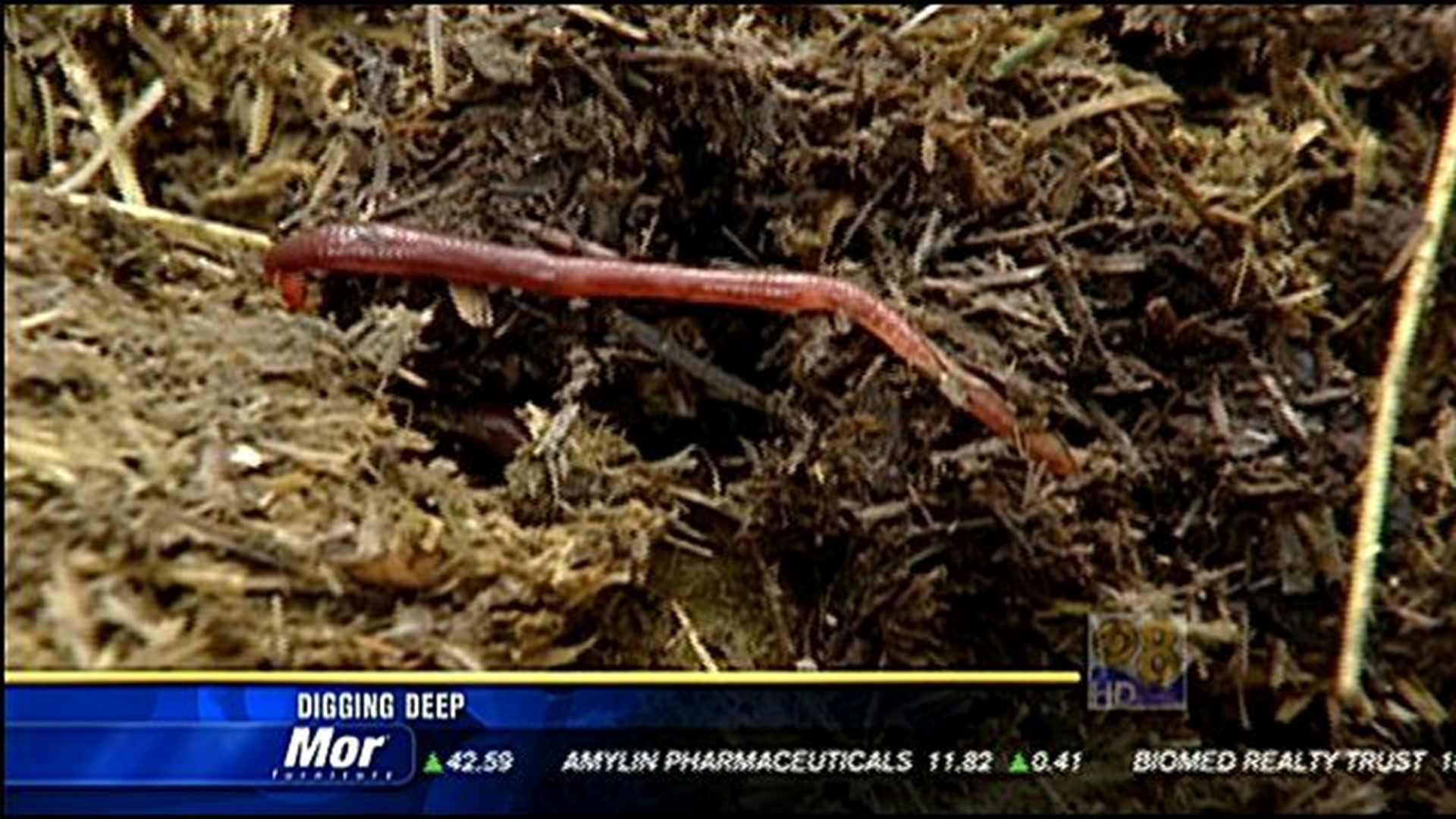Sharon's Worm World: Digging deep | cbs8.com
