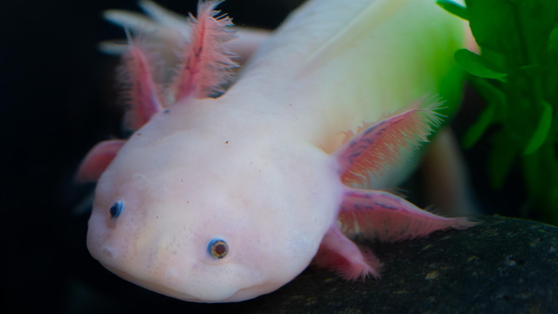 SeaWorld San Diego to reopen Bayside Aquarium | cbs8.com