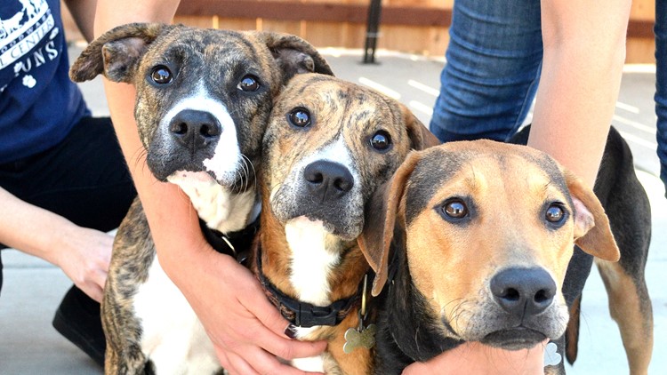 Helen Woodward Animal Center seeks foster families as it sees an influx ...