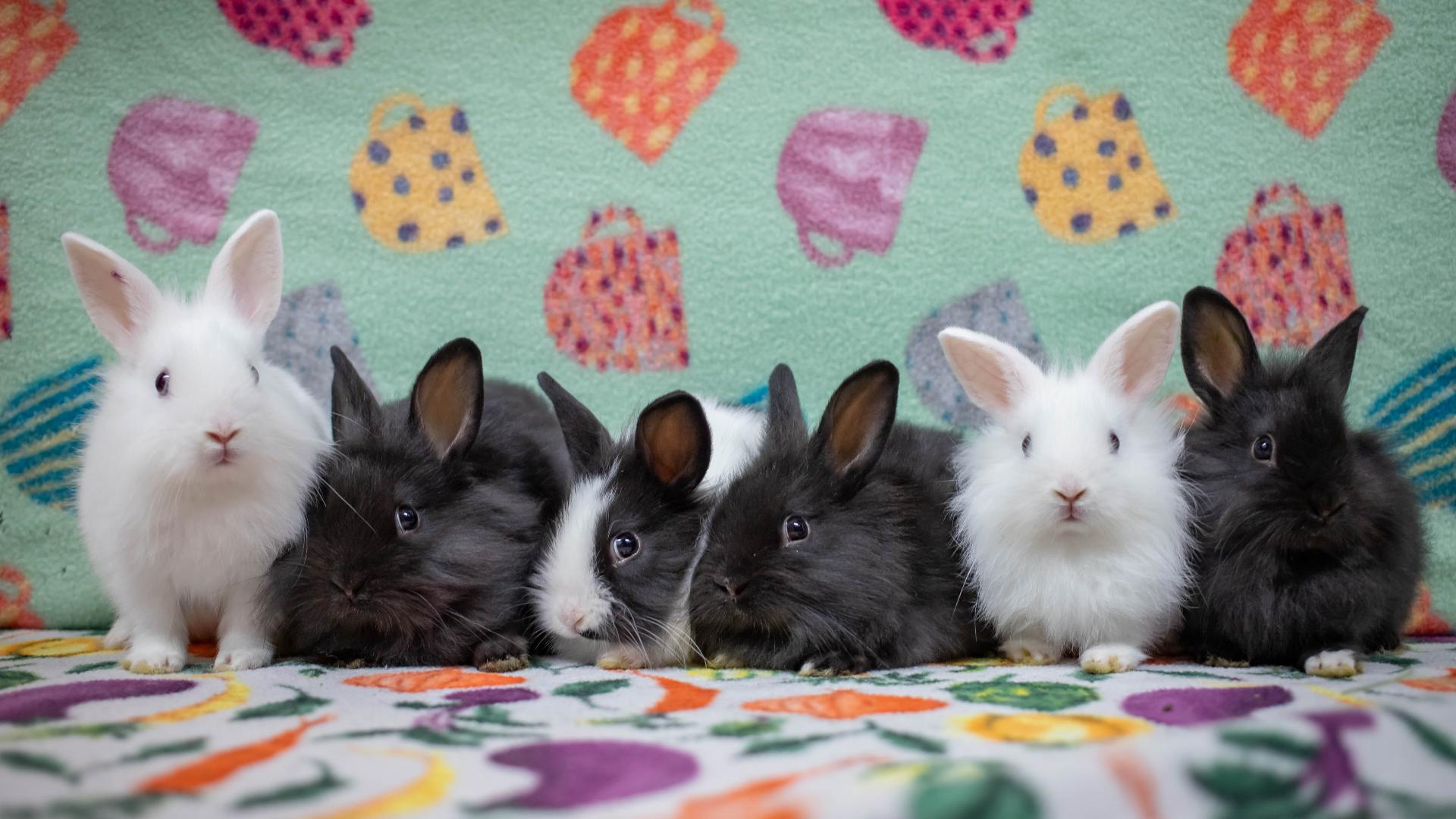Local rescue against purchasing Easter bunny | cbs8.com