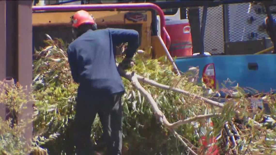 UCSD removing hundreds of Eucalyptus trees from student housing | cbs8.com