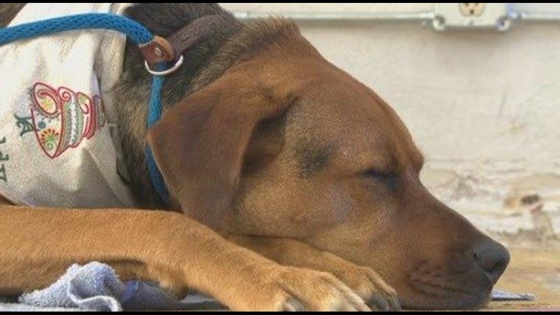 Ramona rescue reopens to help unwanted dogs | cbs8.com