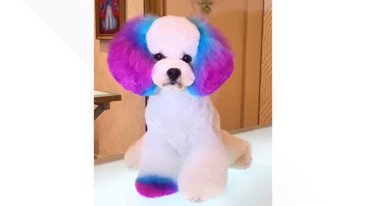 Famous dog groomer volunteers to give shelter dogs a new colorful look ...