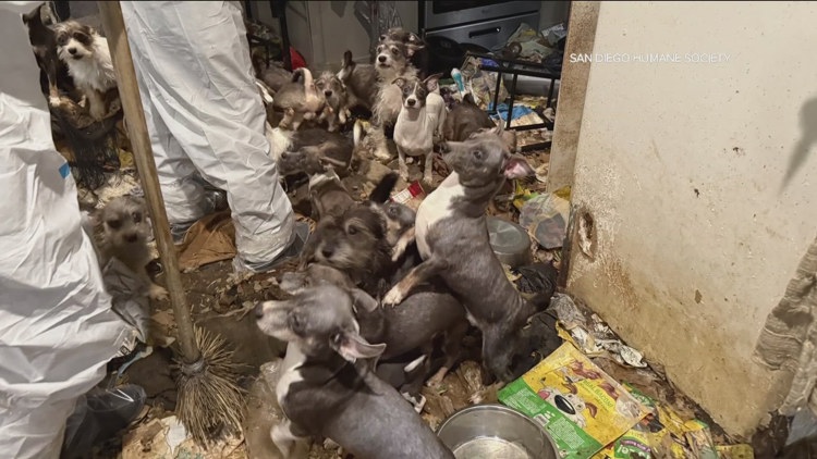 Seven dogs of 40 rescued from La Mesa apartment find foster homes ...