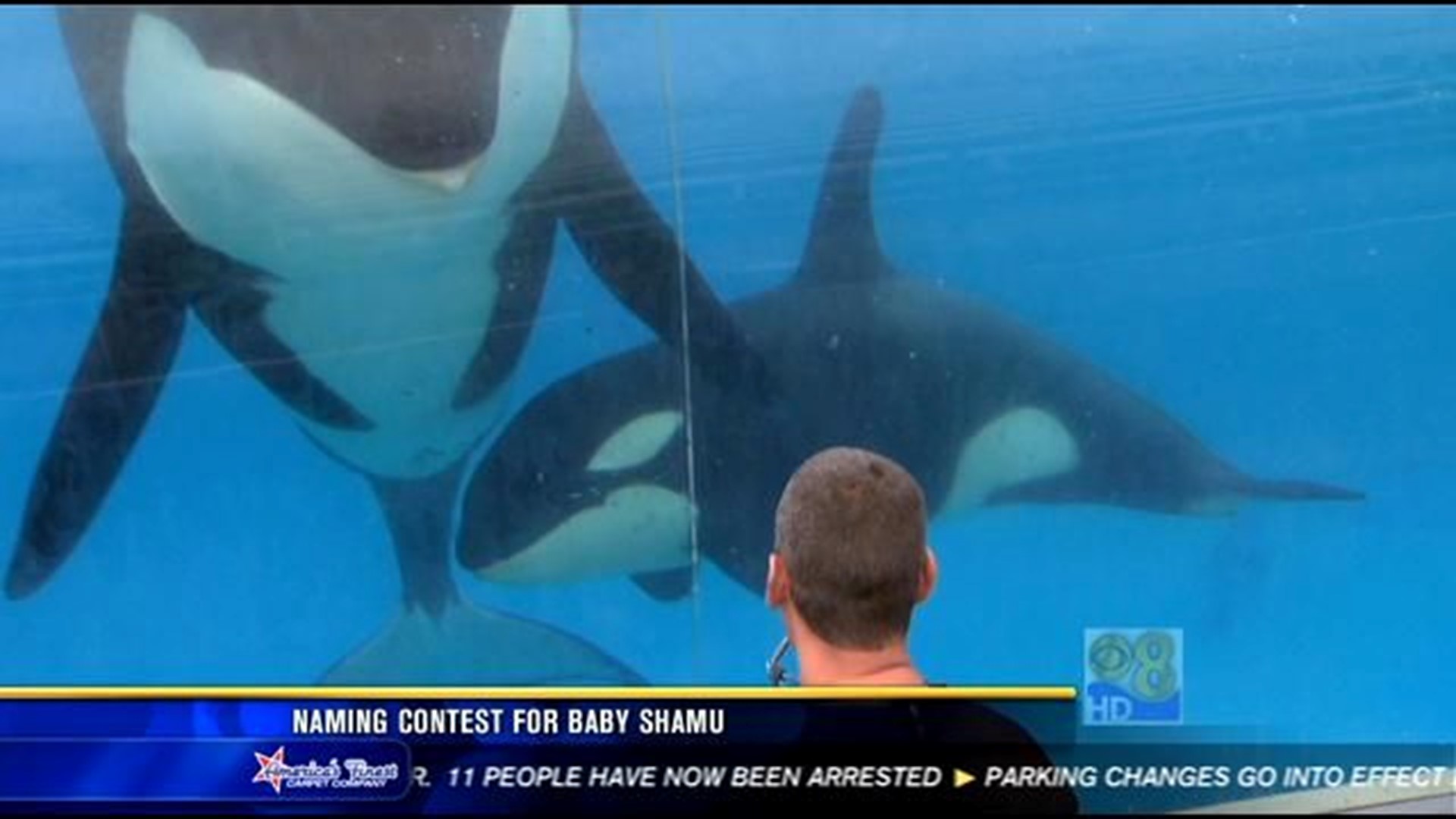 Naming contest for Baby Shamu | cbs8.com