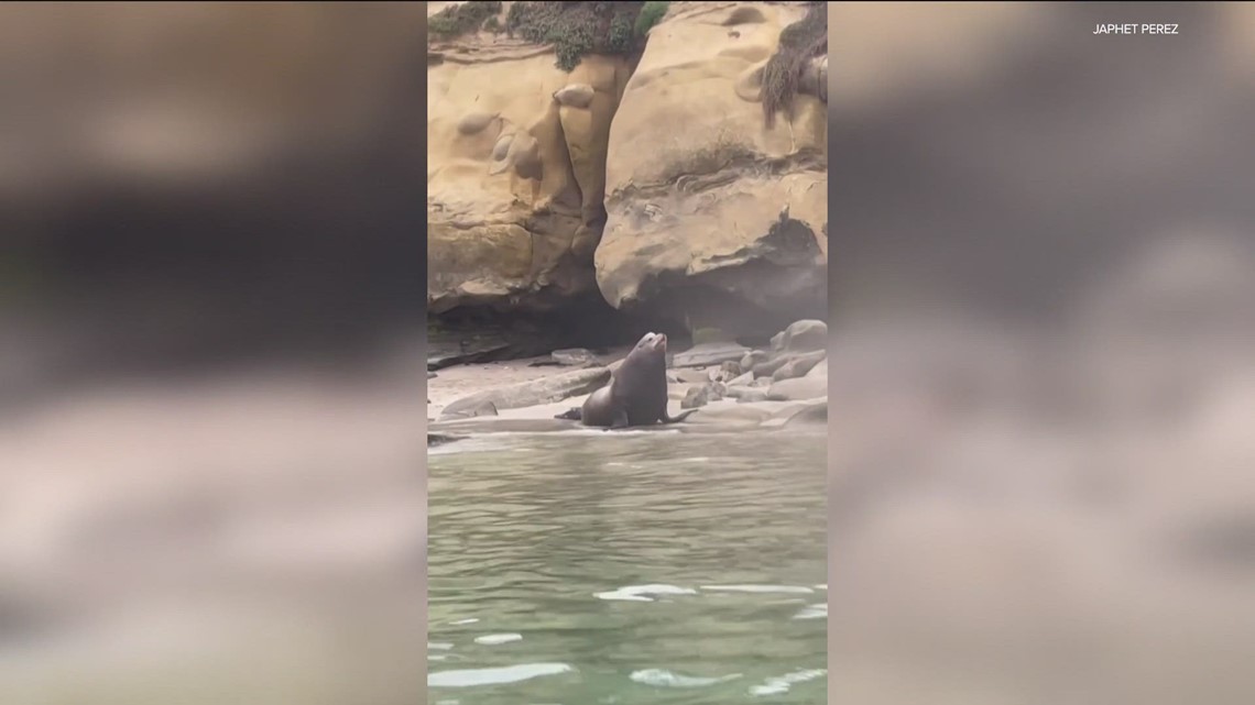 Sea lions run towards, barks at beachgoers in La Jolla | cbs8.com