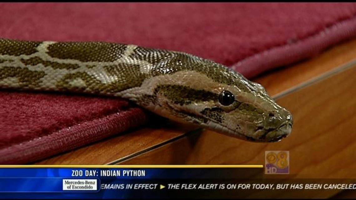 Zoo Day: Indian python | cbs8.com