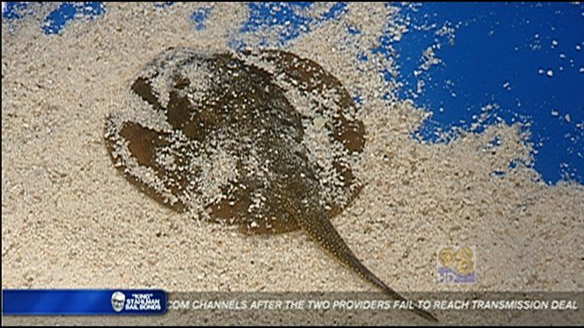 Live stingrays demonstrate how they attack | cbs8.com