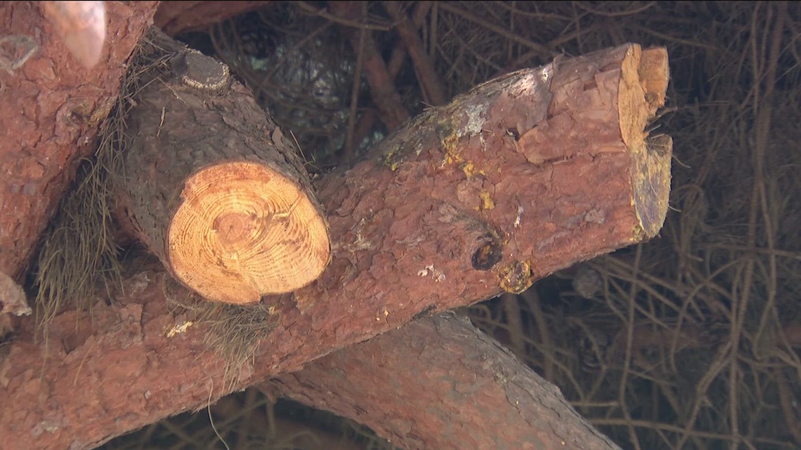 La Jolla Shores residents concerned over falling tree limbs | cbs8.com