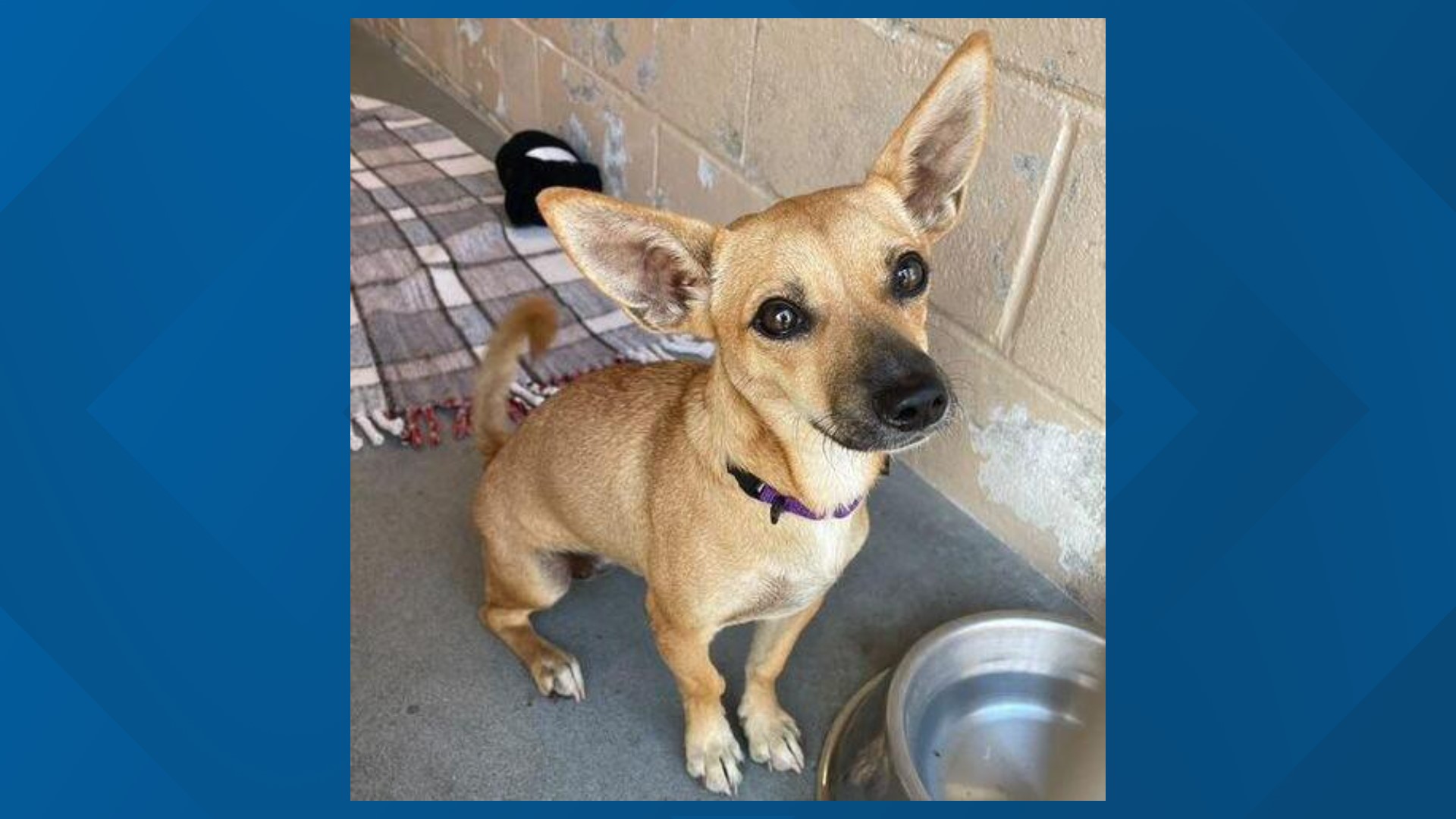 Baja Californian dogs at Oceanside SDHS ready for adoption | cbs8.com