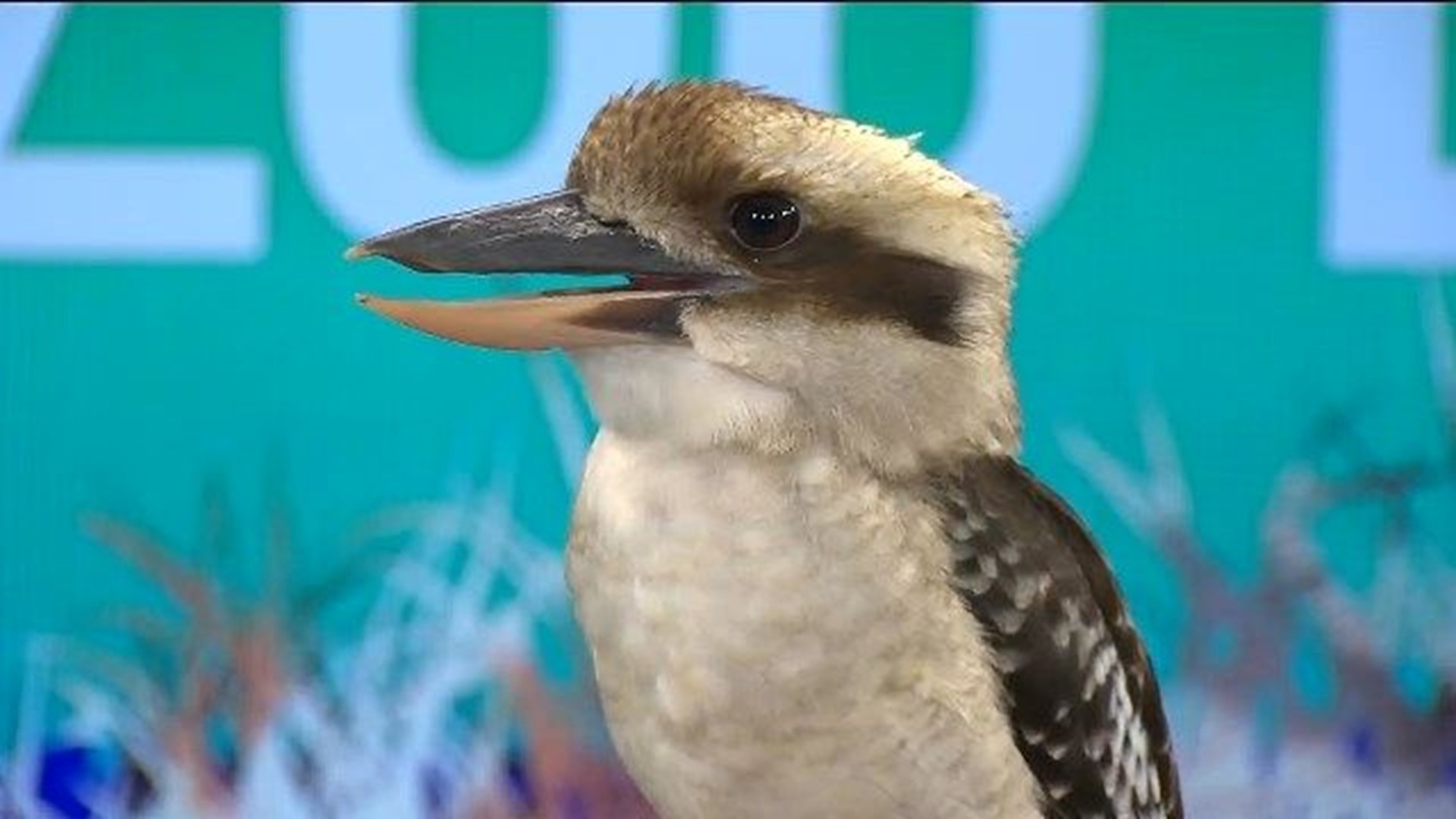 Zoo Day: Laughing Kookaburra | cbs8.com