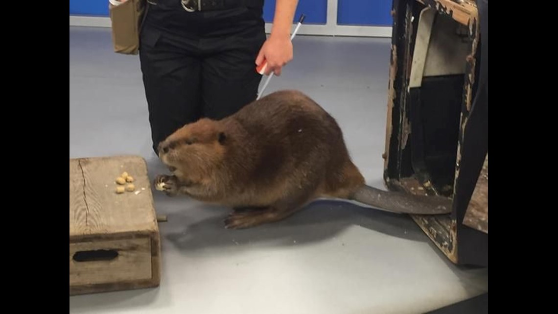 Zoo day: North American Beaver | cbs8.com