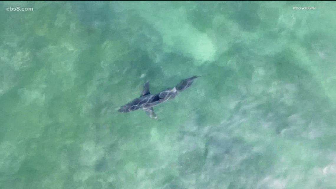 Marine life photographer catches multiple sharks swimming off Del Mar ...