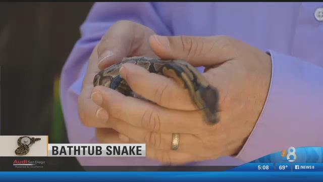 Woman surprised by snake inside bathtub in Golden Hills | cbs8.com