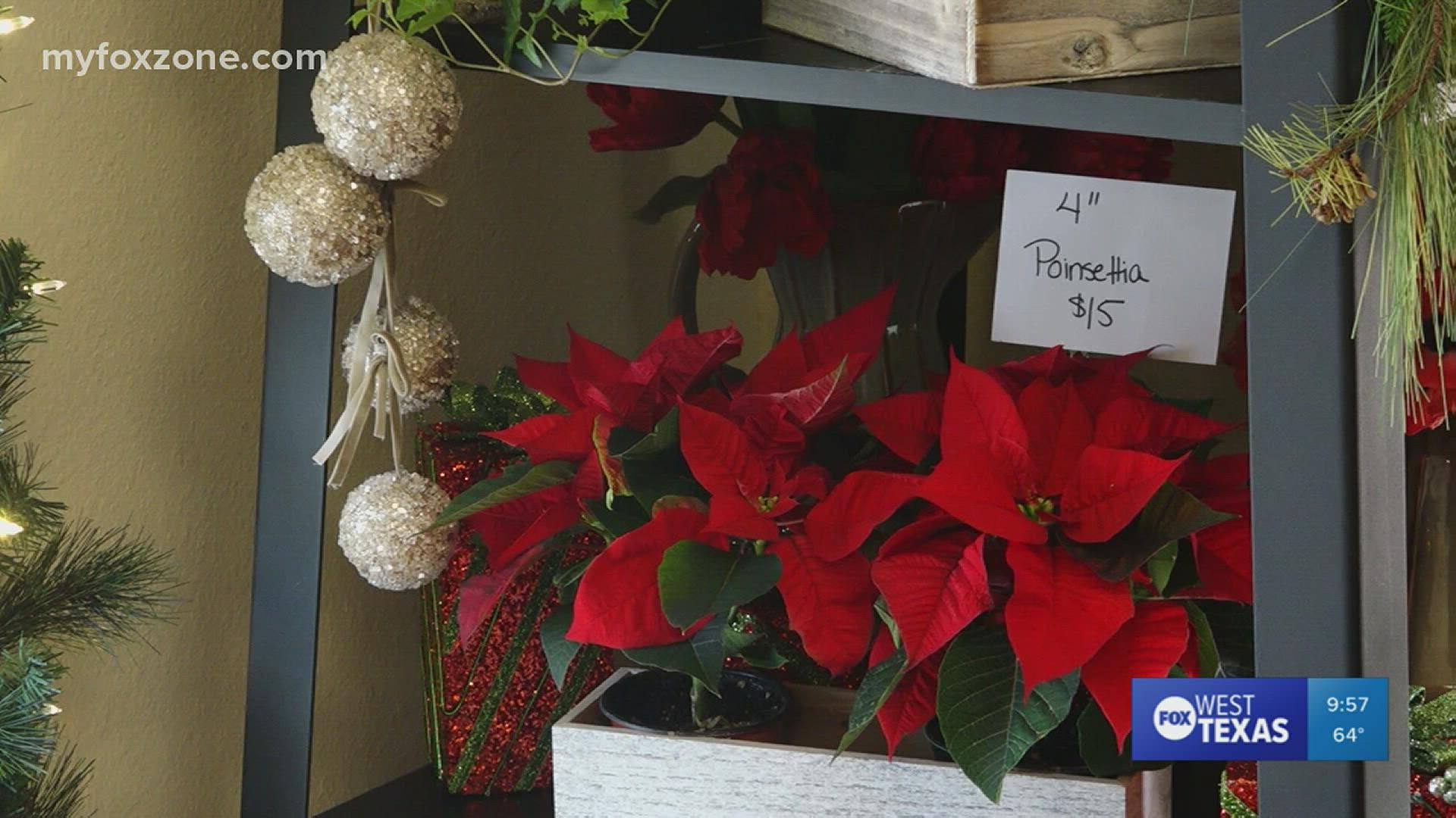 The history behind Mexican legend - poinsettias | cbs8.com
