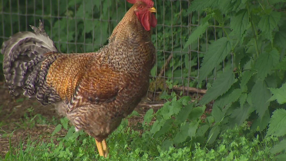 Rude awakening: Rooster racks up nearly $10,000 in fines | cbs8.com