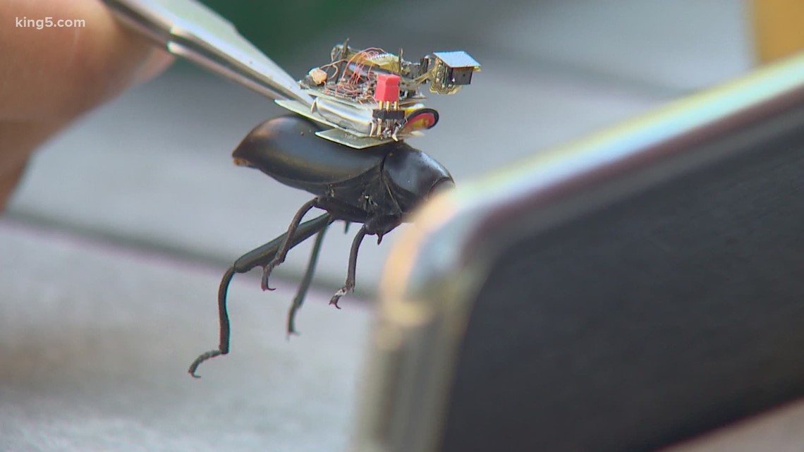 Tiny live-streaming camera that can attach to insects developed by Ph.D ...