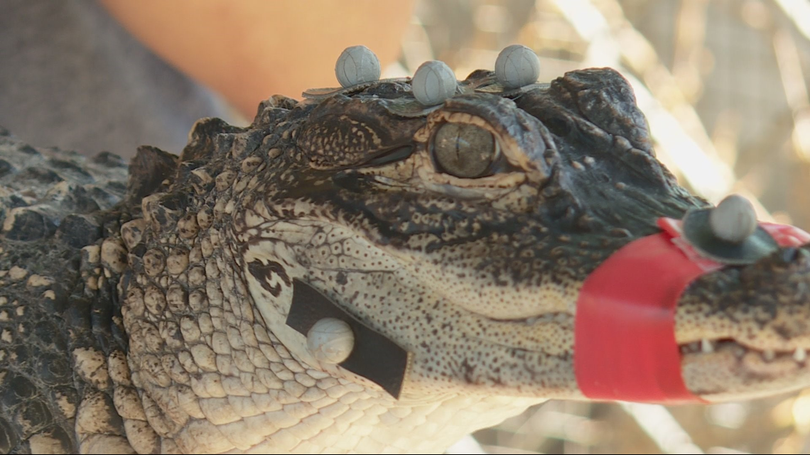 Prosthetic tail created for alligator using Hollywood magic | cbs8.com