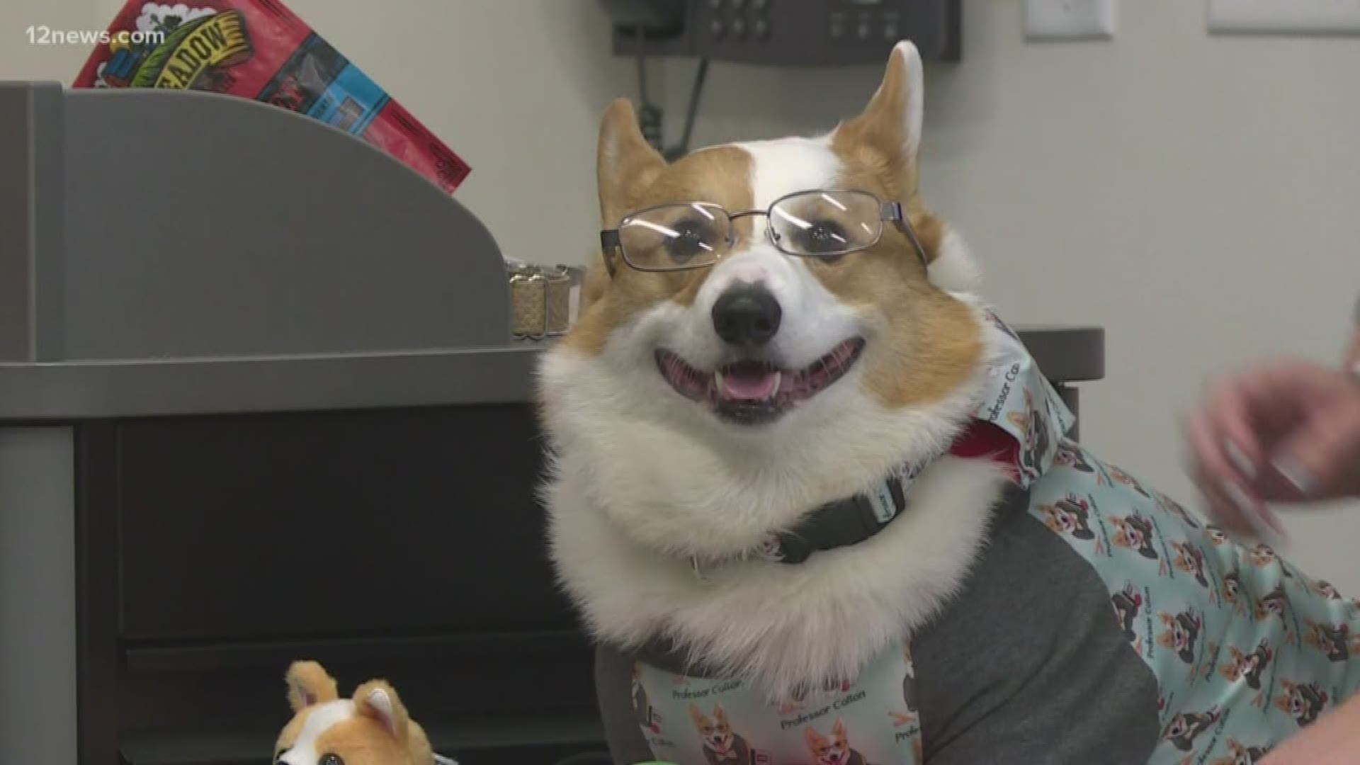 Corgi professor teaches students at Paradise Valley CC life lessons ...