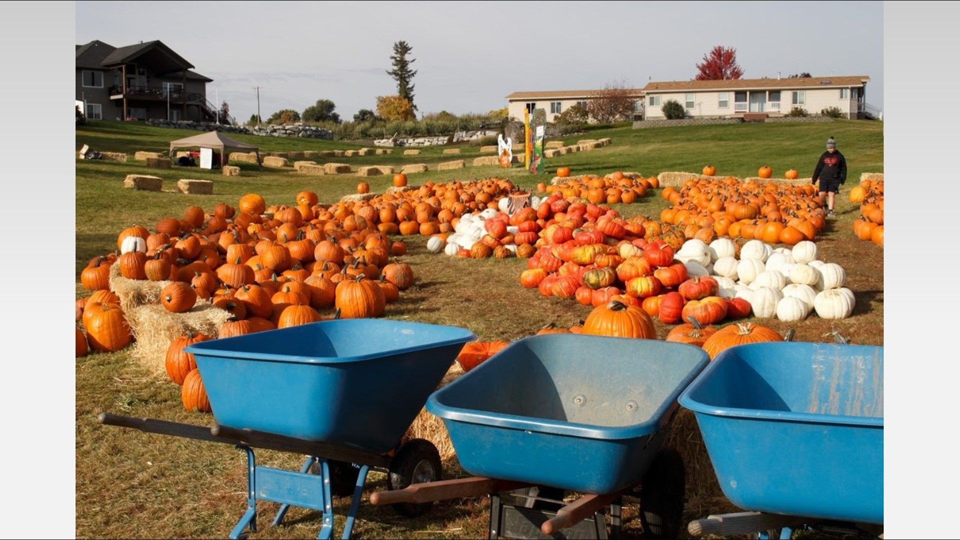 Your guide to picking the perfect Green Bluff pumpkin, apple | cbs8.com