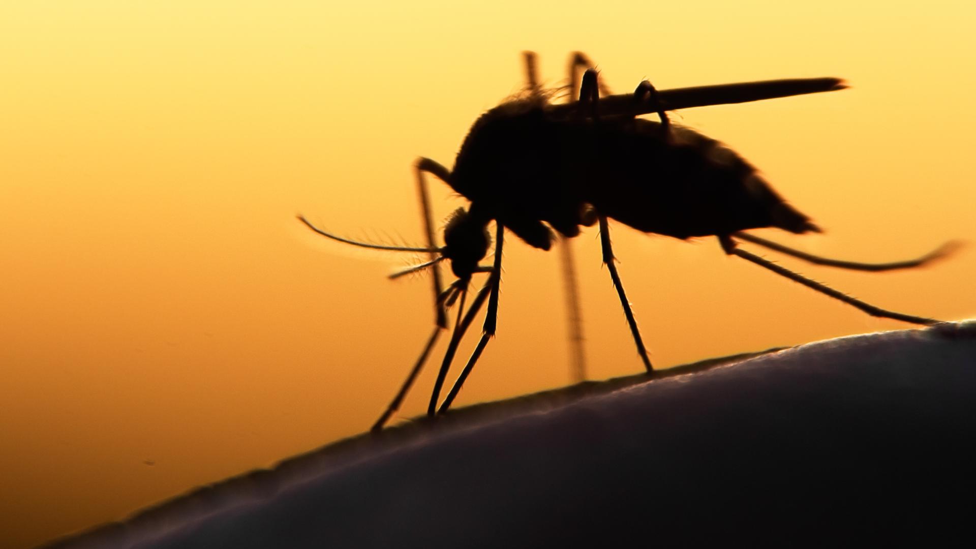CDC warns travelers amid outbreak of mosquito-borne virus in five ...